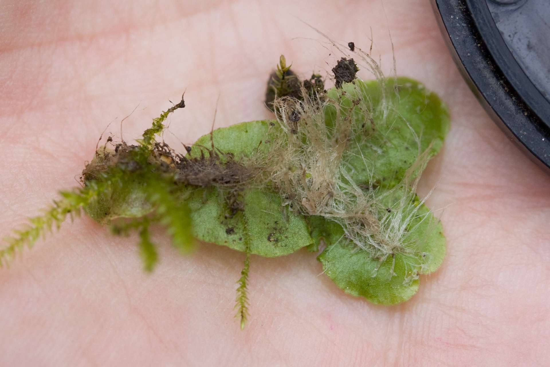 Définition | Rhizoïdes : structures essentielles chez les plantes et ...