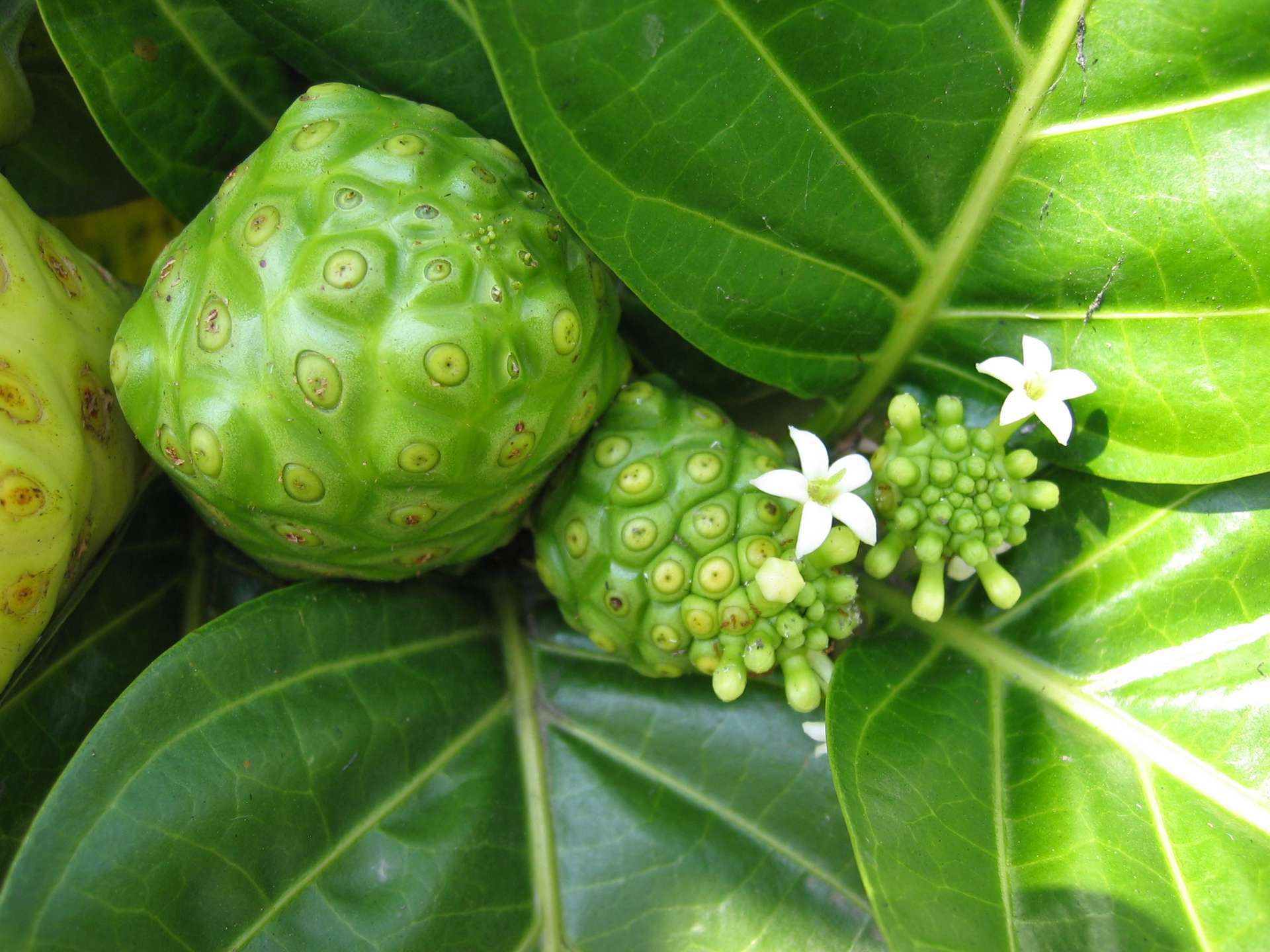 Définition | Vertus et usages du noni : Morinda citrifolia, une plante ...