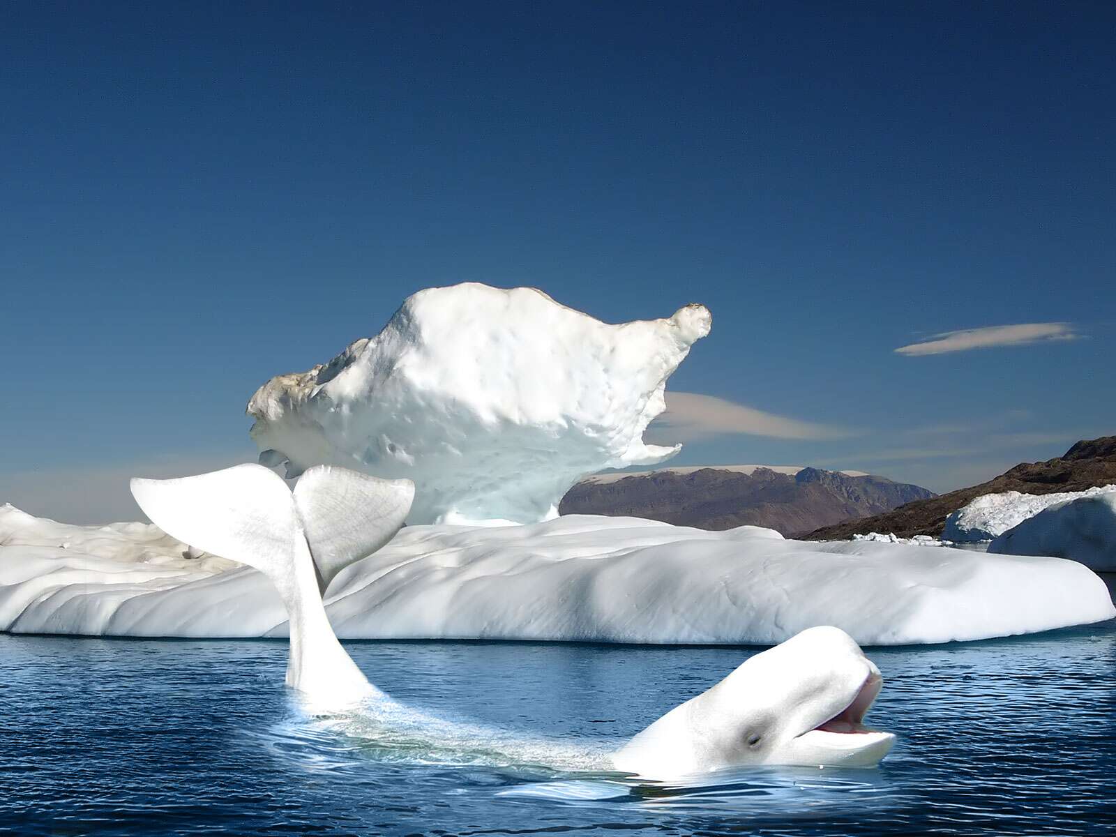 Béluga - Delphinapterus leucas - Fond d'écran et images gratuites