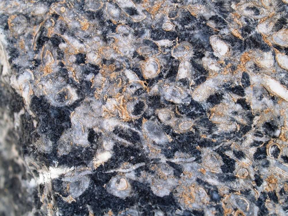 Les Cloudina, constructeurs des premiers récifs, bien avant les coraux