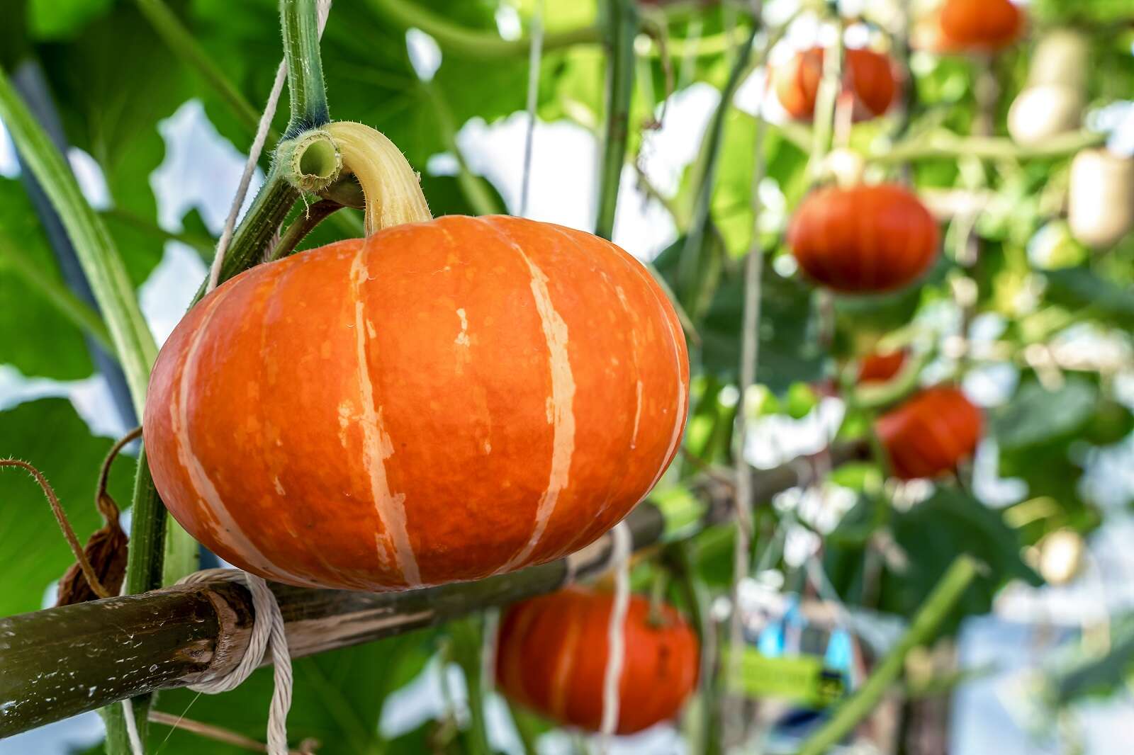 Quelles courges cultiver sur une pergola