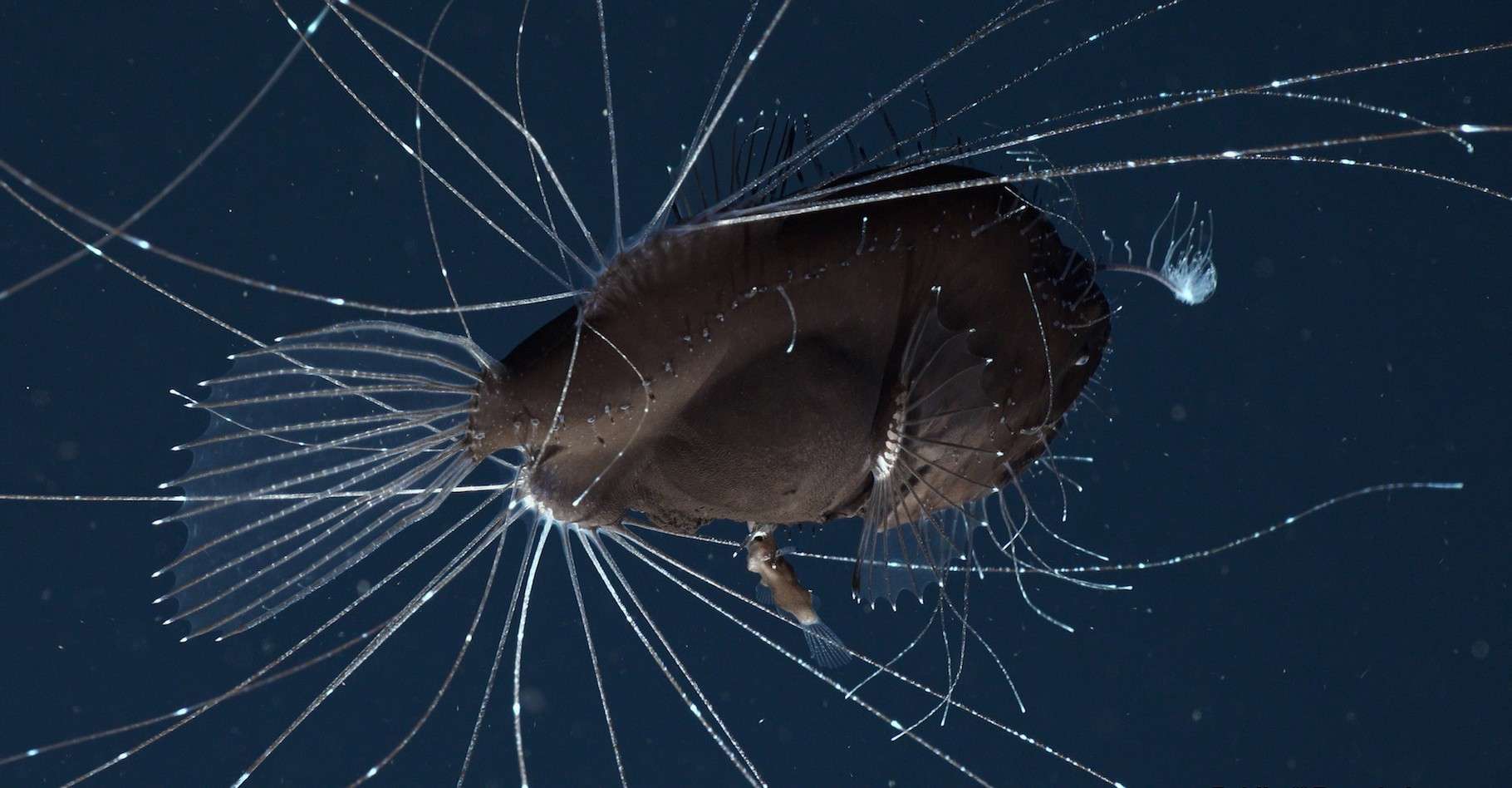 Un couple de baudroies surpris dans les abysses : une première