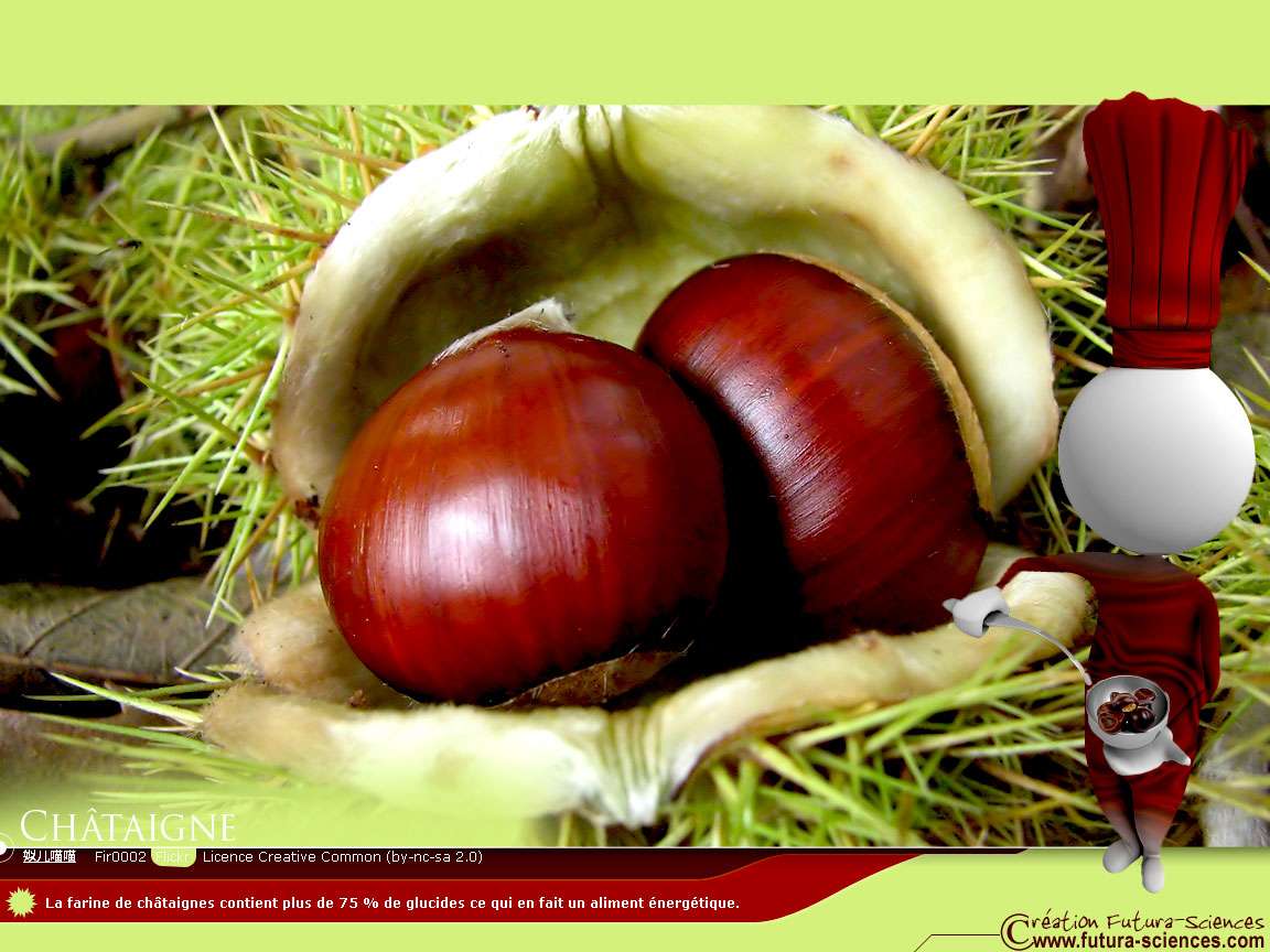 Automne saisons des châtaignes