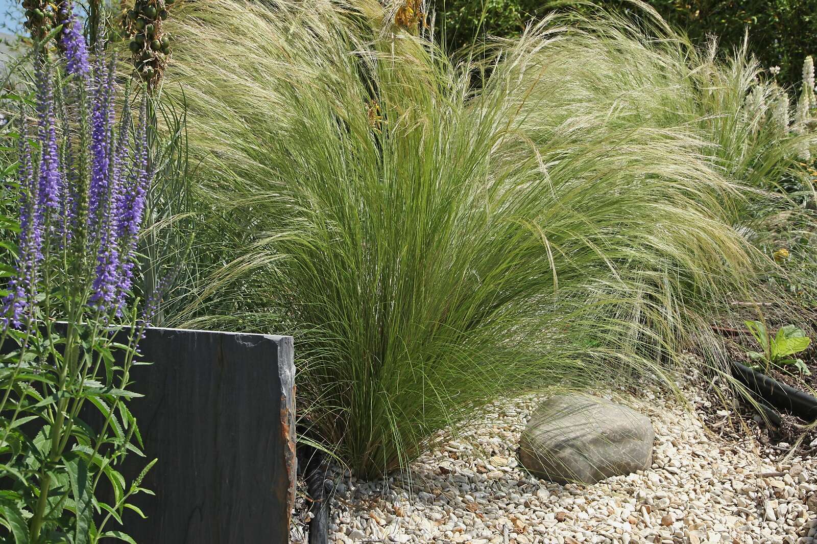 Définition | Stipa : définition et explications