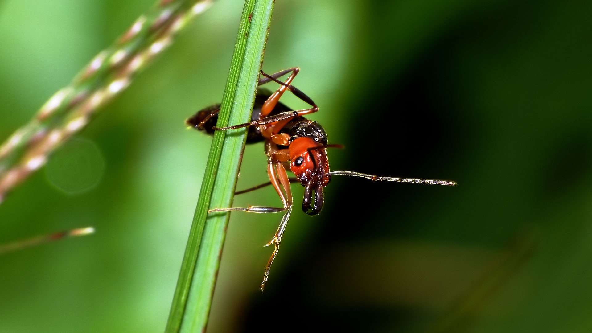 Le radeau des fourmis de feu - Photos Futura