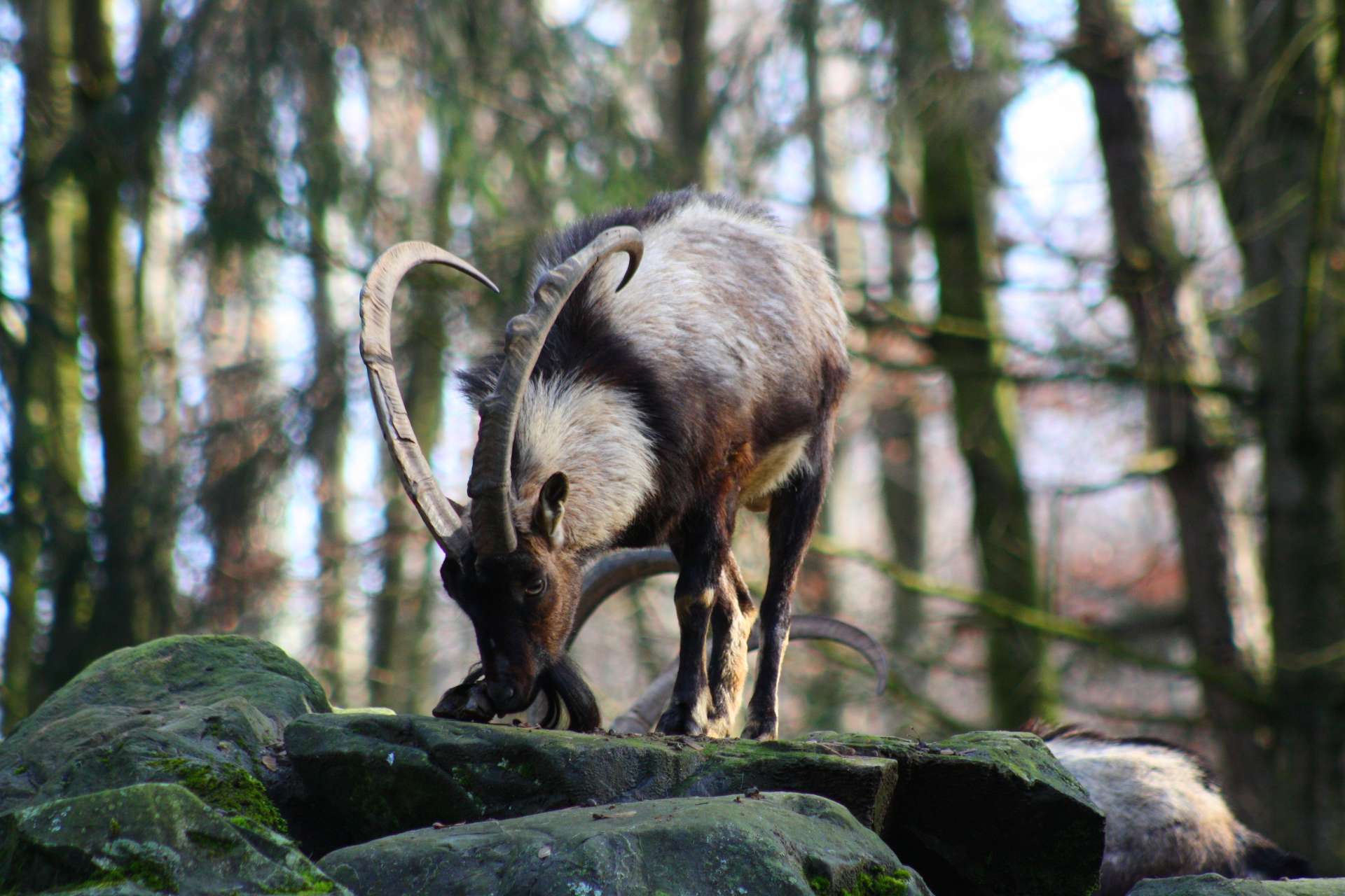 Définition | Bouquetin - Capra ibex