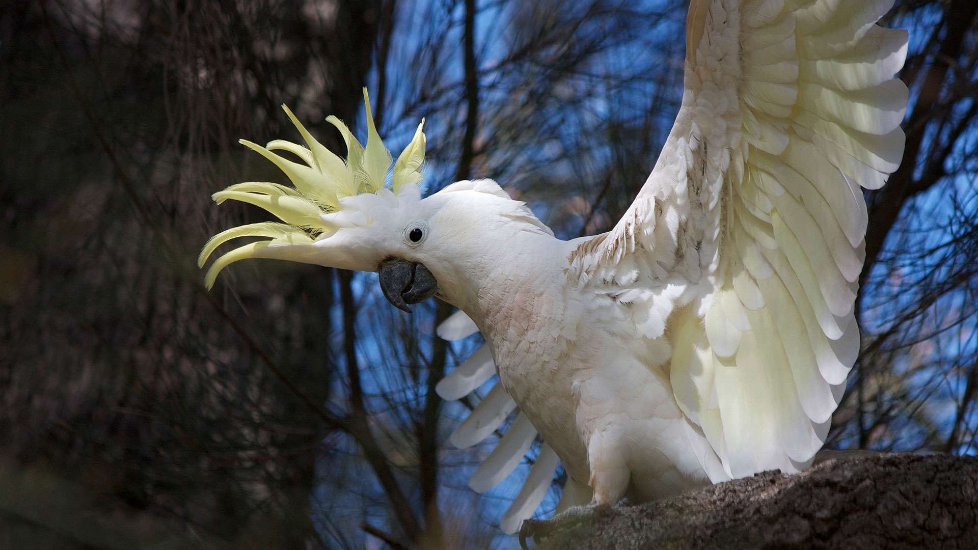 Le cacatoès à huppe jaune - Photos Futura