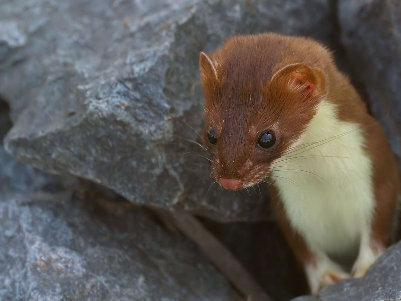 Belette - Fond d'écran et images gratuites