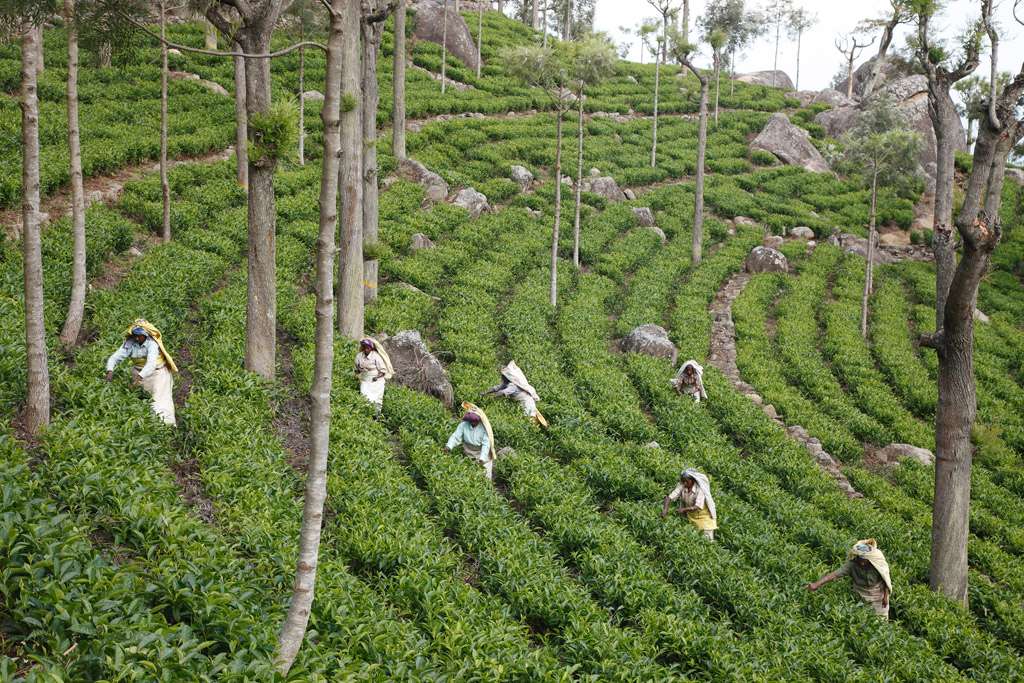 Le thé Lipton - Photos Futura