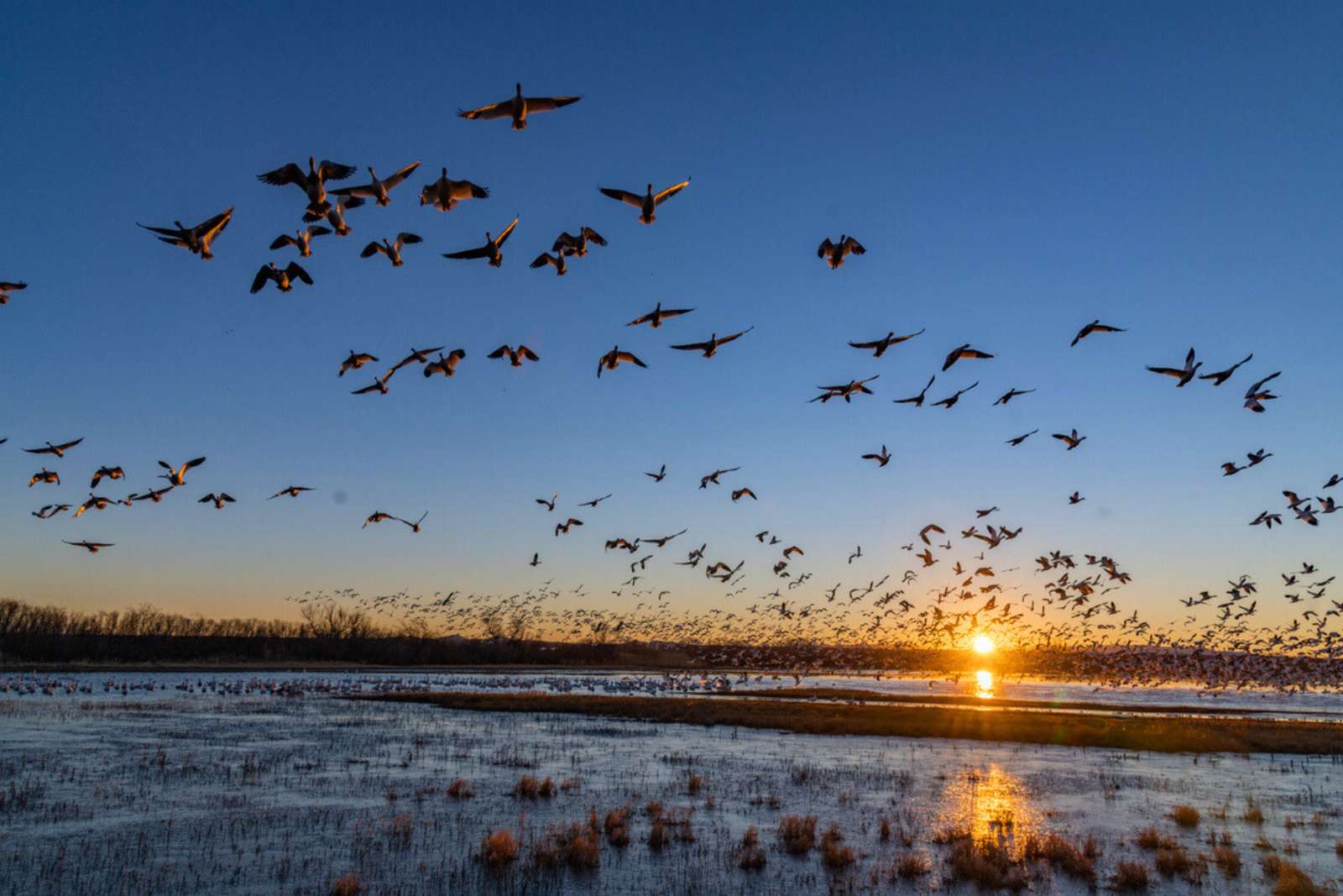 Comment les oiseaux migrateurs parcourent-ils des milliers de ...