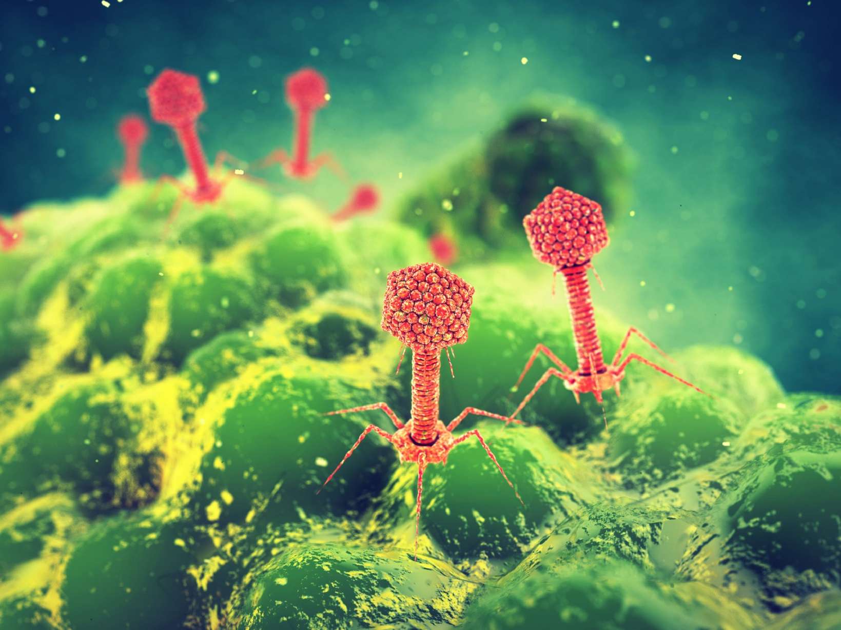 Antibiorésistance : une patiente traitée avec des phages génétiquement ...