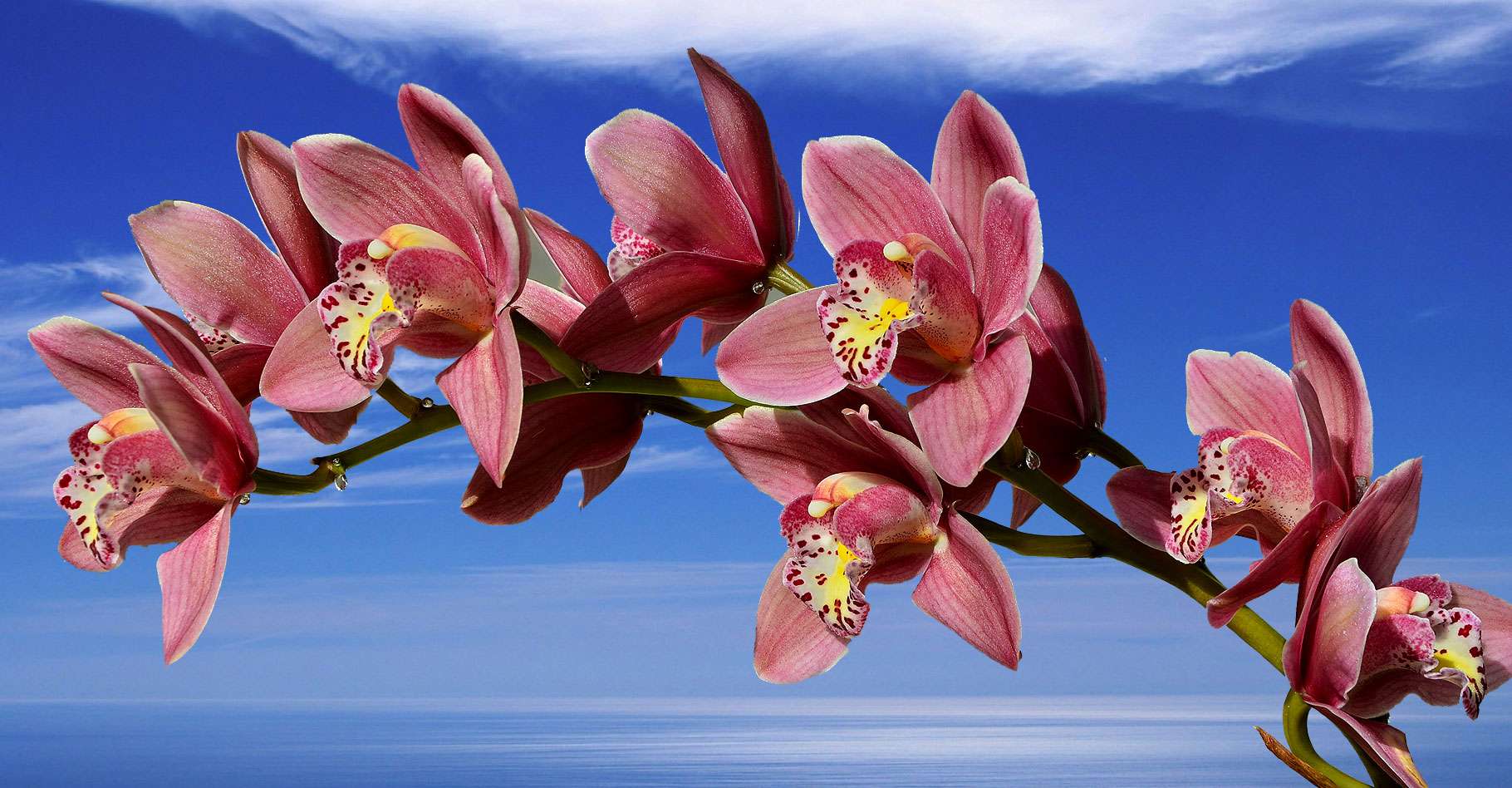 Orchidée Cymbidium : facile d'entretien | Dossier