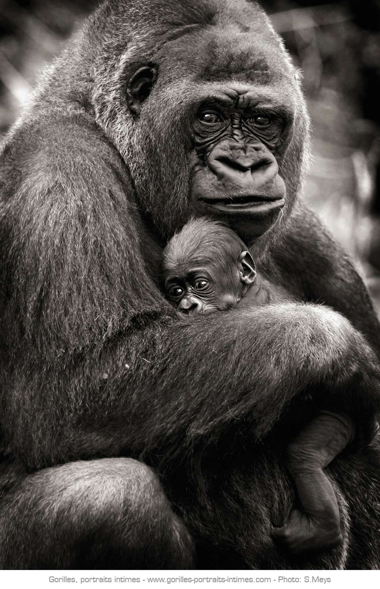 Maman gorille tenant son bébé dans les bras - Photos Futura