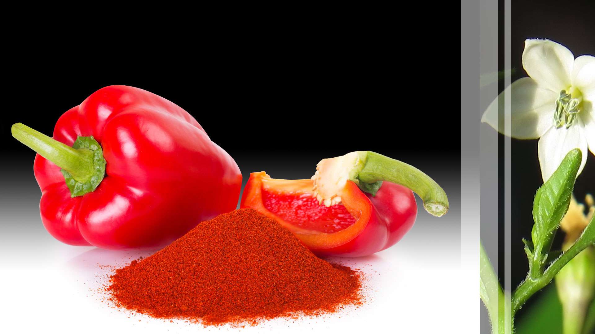 Le paprika, l’épice qui pique - Photos Futura