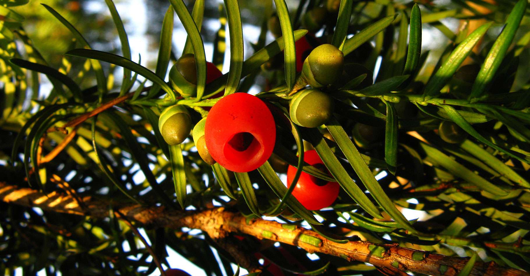 Définition | If - Taxus baccata