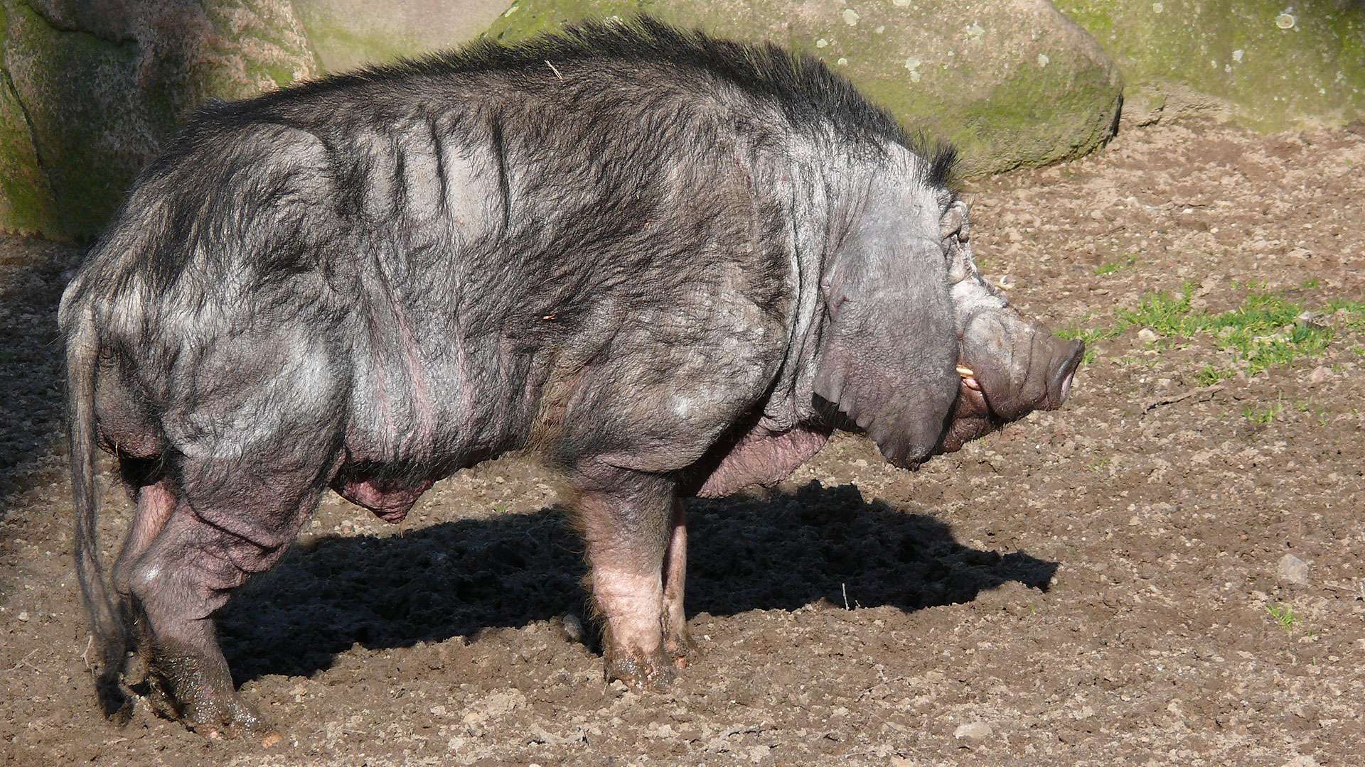 Le porc de Meishan - Photos Futura