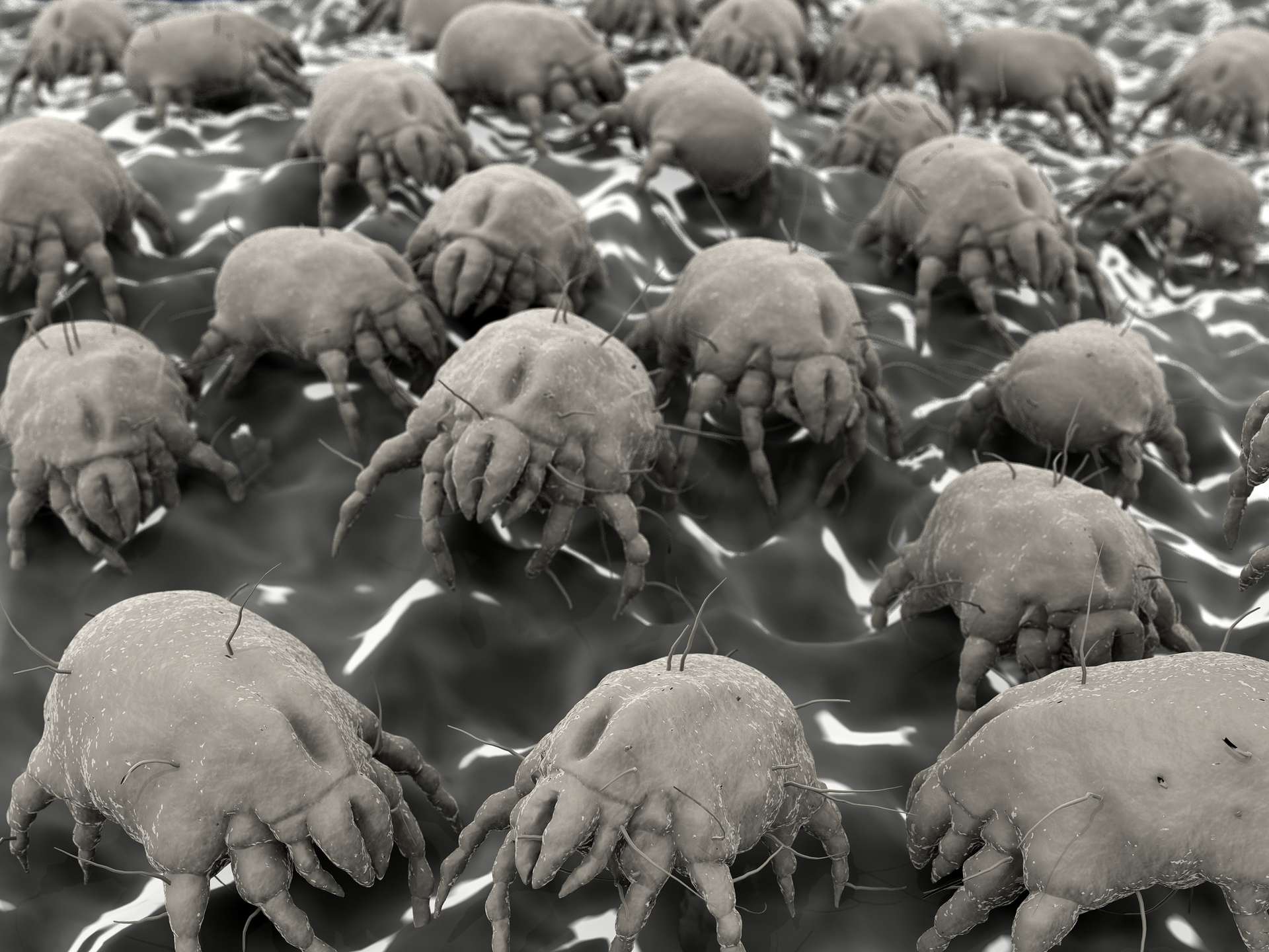 Pourquoi les acariens ne survivent-ils pas en altitude