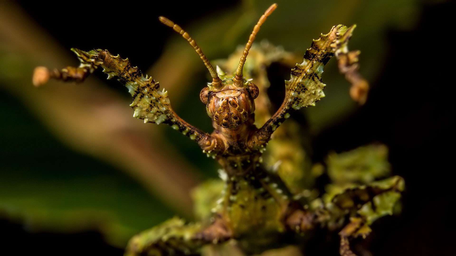 Le phasme feuille Extatosome tiaratum - Photos Futura