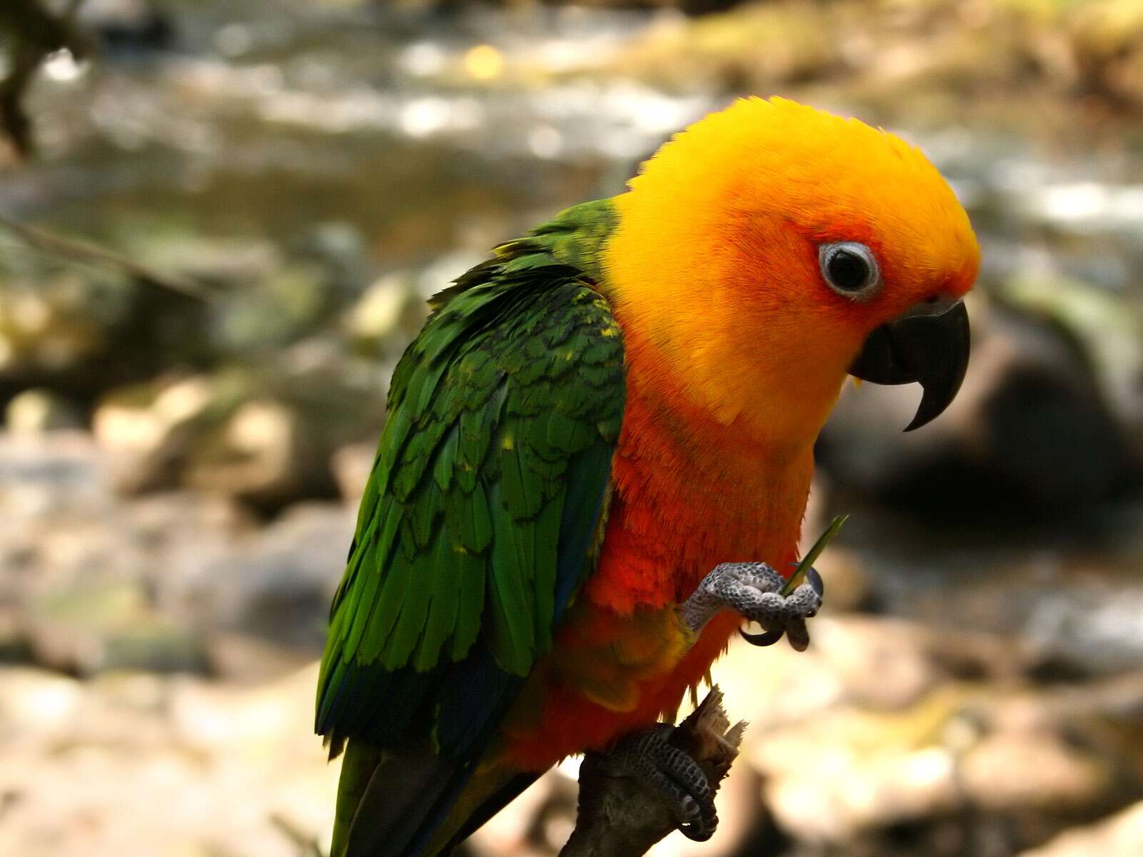 Conure du soleil - Fond d'écran et images gratuites