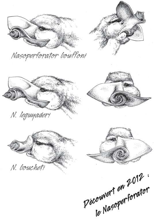 Découverte scientifique de trois nouvelles espèces de rhinogrades
