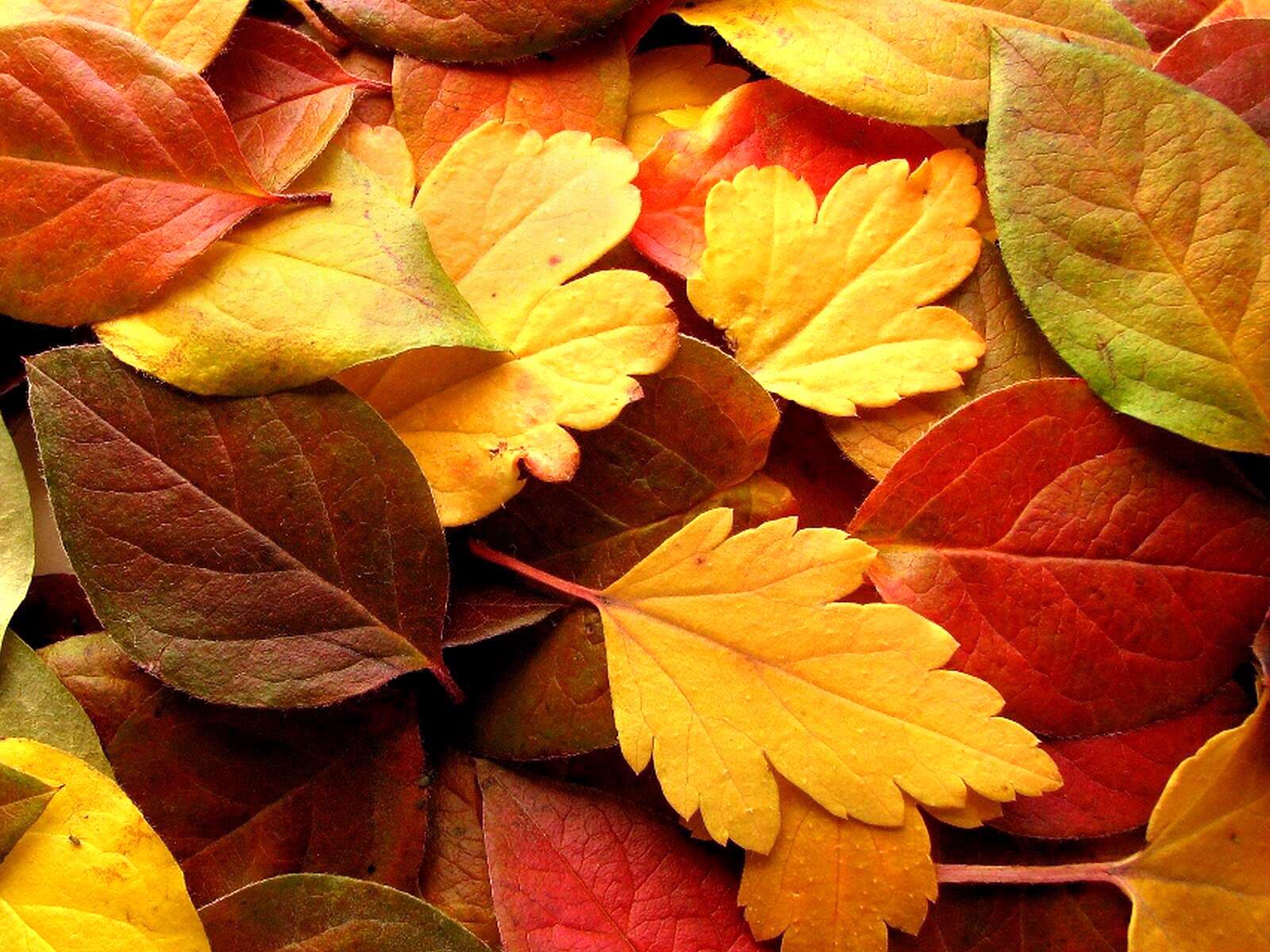 Feuilles d'automne - Fond d'écran et images gratuites