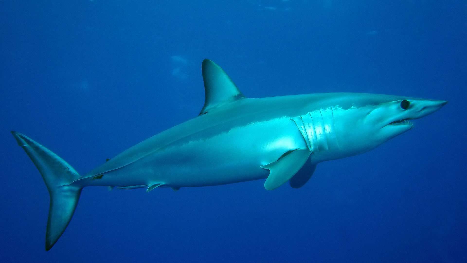 Le dernier repas d'un requin mako géant
