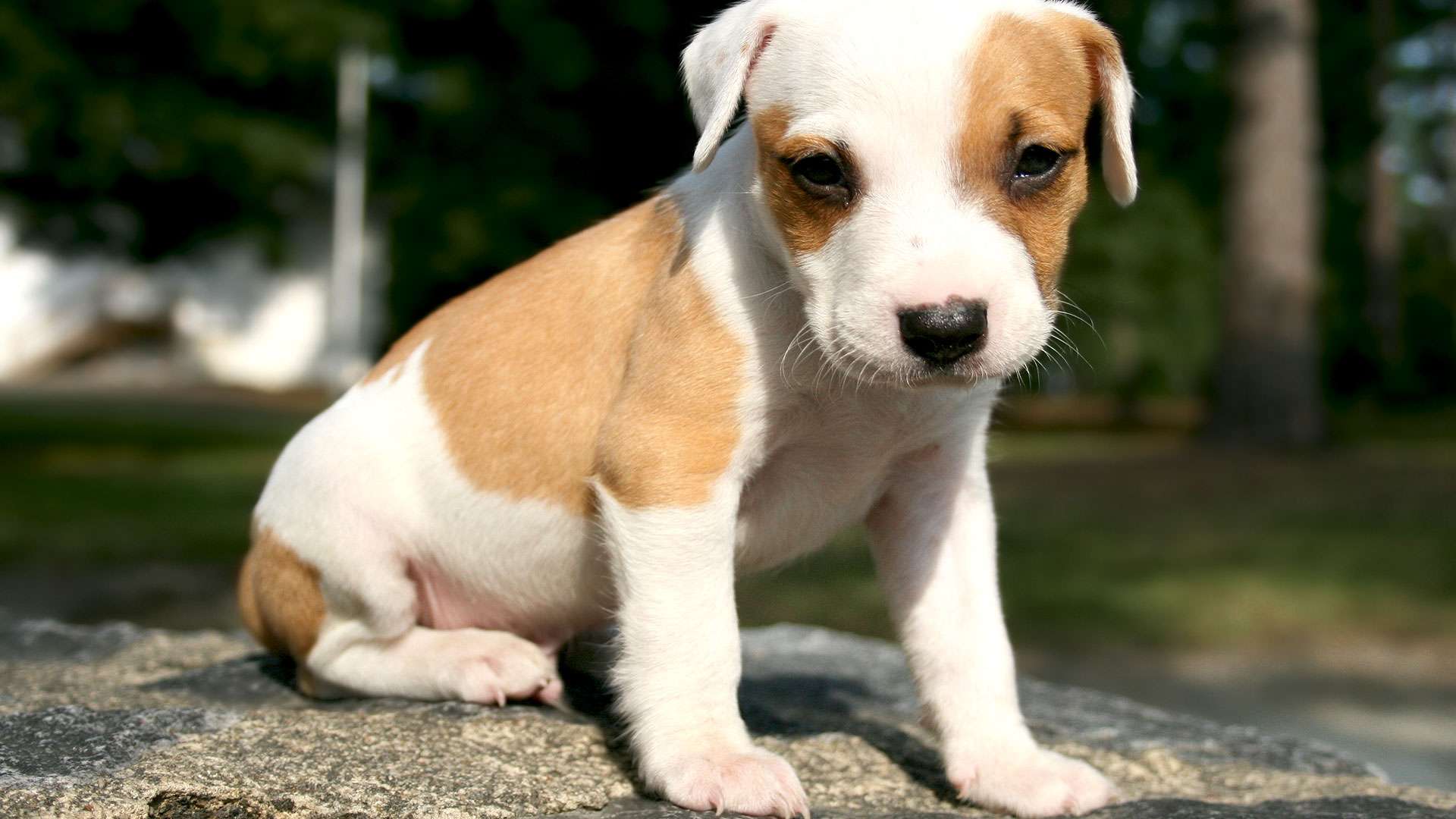 Un chiot irrésistible - Photos Futura
