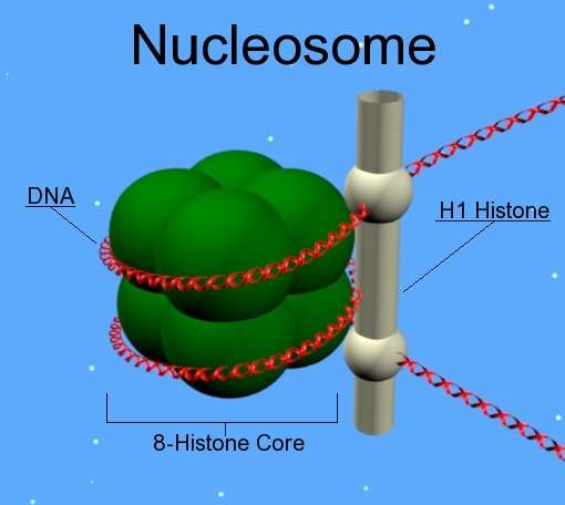 Définition | Nucléosome | Futura Santé