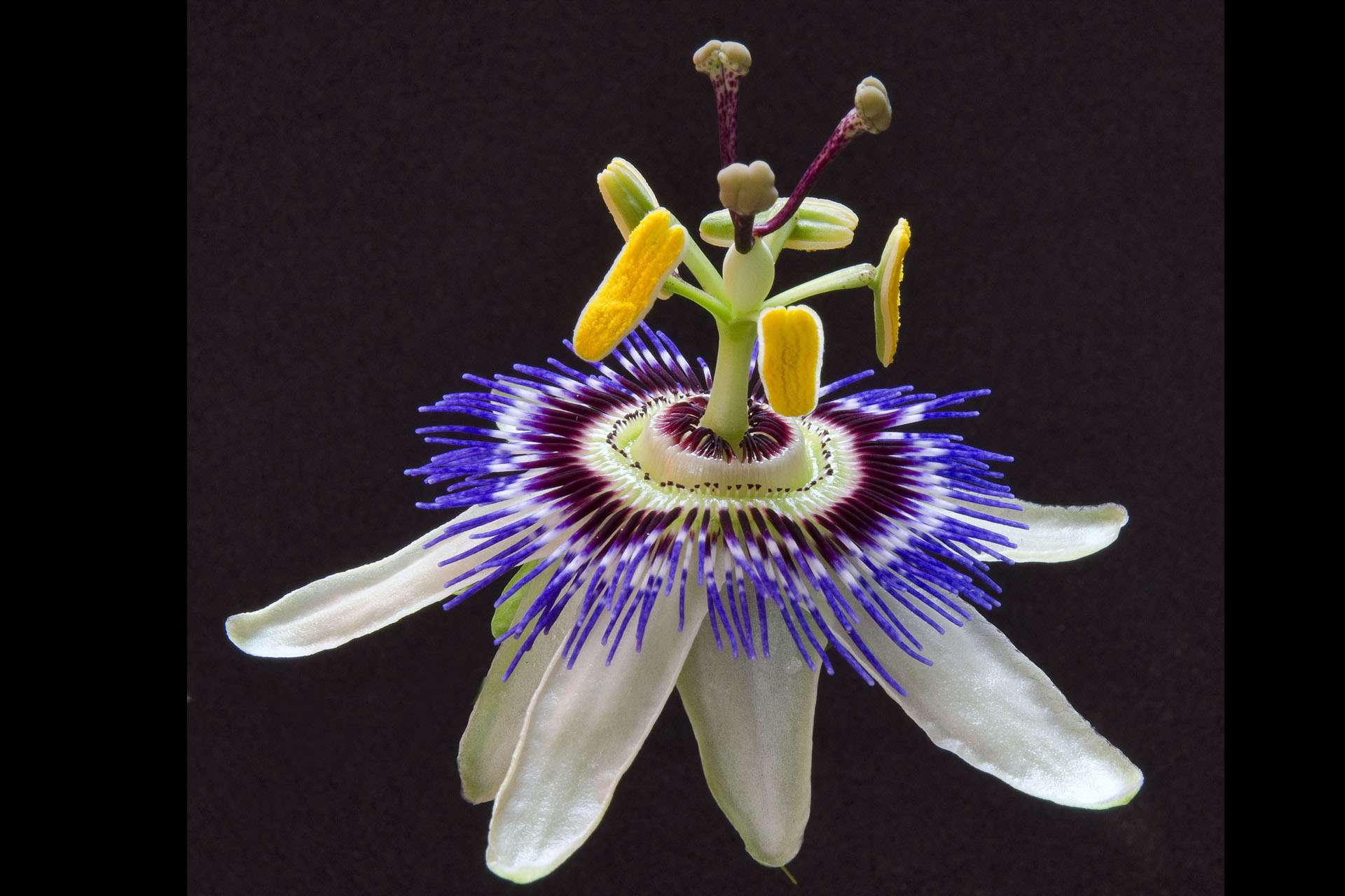 Fleur de la Passion, la fleur dans la démesure : des étamines et un ...