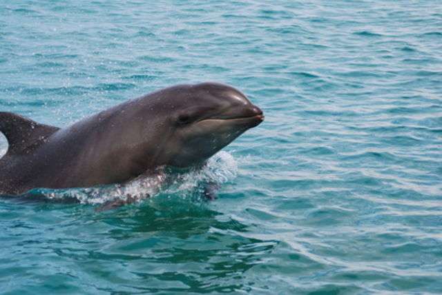 Définition | Marsouin - Phocoena Phocoena - Marsouin commun