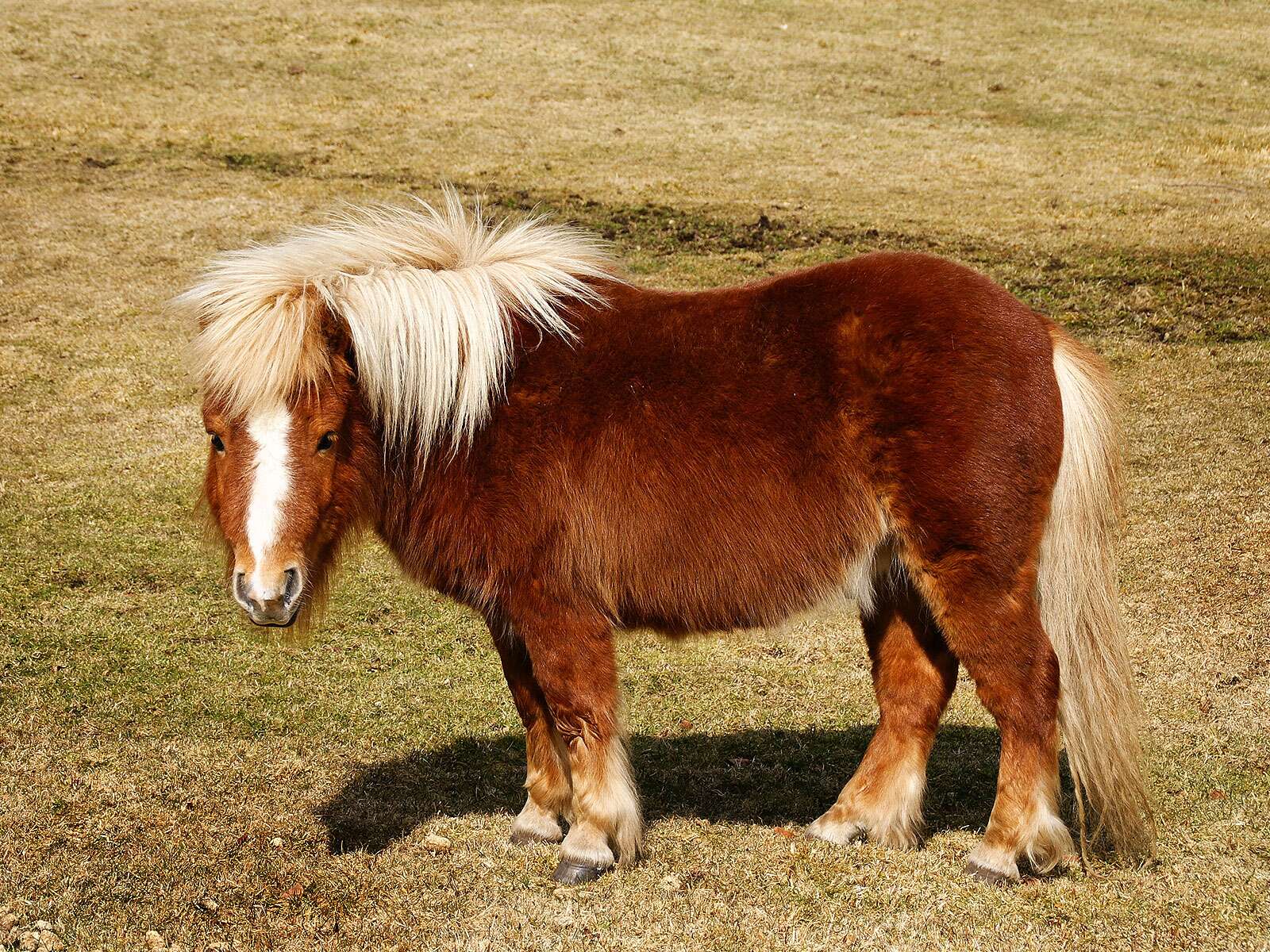 Poney shetland dans le Sussex