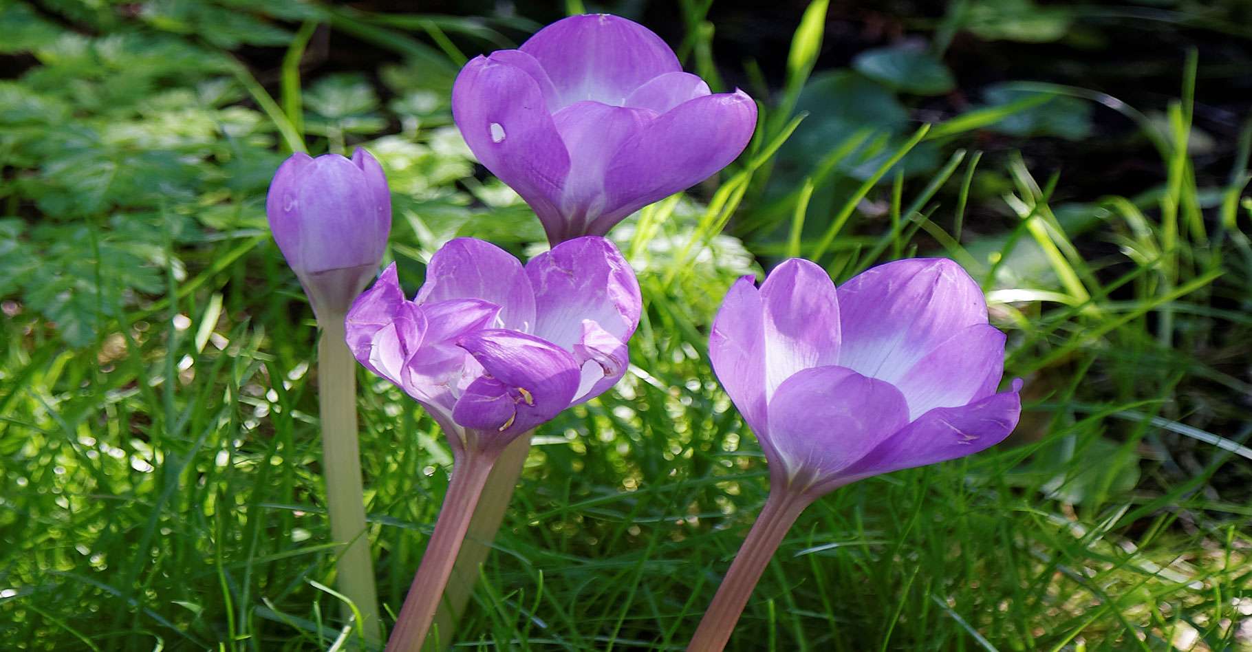 En savoir plus sur les poisons | Dossier