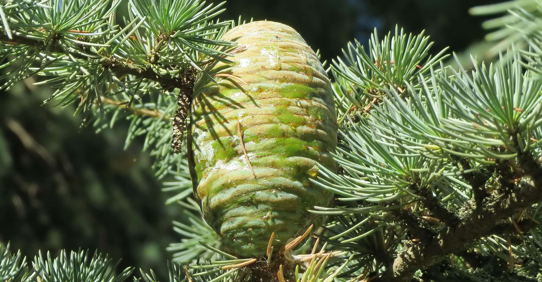 Définition | Cèdre de l’Himalaya - Deodar - Cedrus deodara