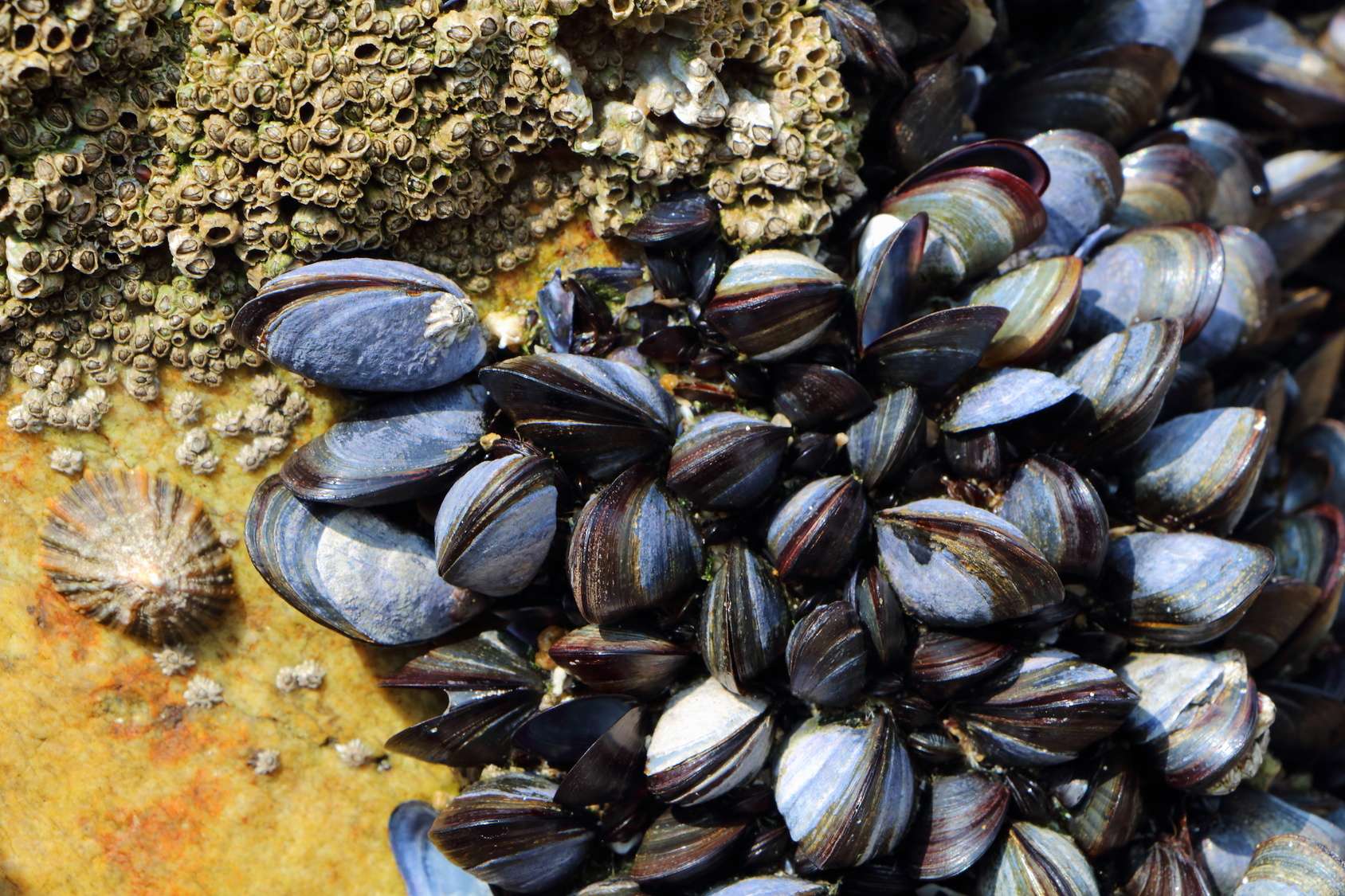 Les moules pourraient aider à sauver les océans de la pollution
