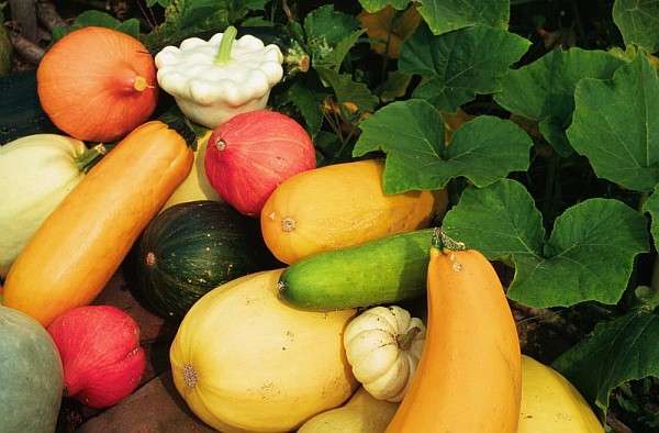 Coloquintes et pâtissons, deux cucurbitacées - Photos Futura