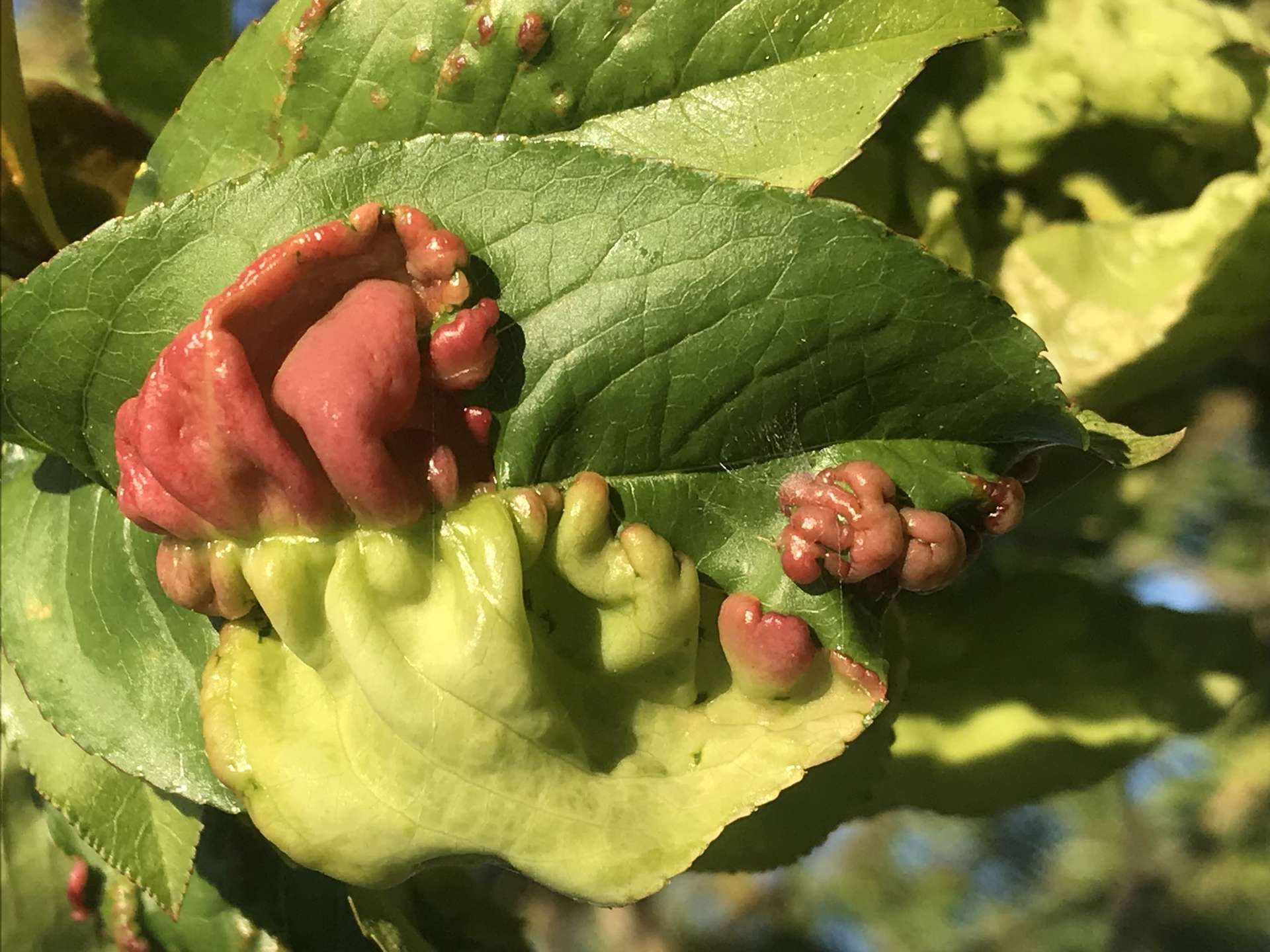 Définition | Cryptogamique - Maladie cryptogamique - Maladie fongique