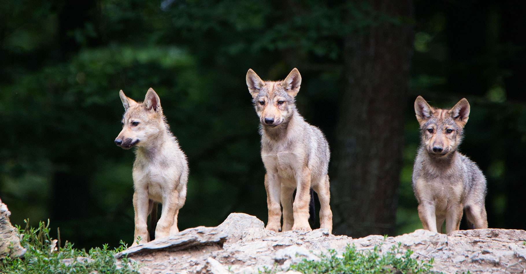 Vivre avec le loup | Dossier