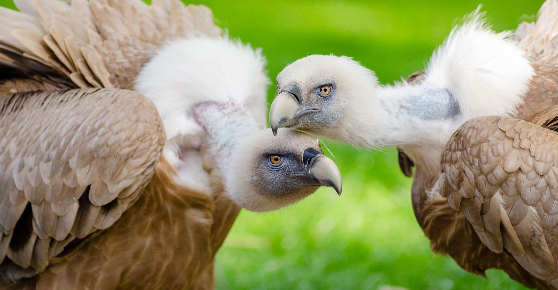 En savoir plus sur les rapaces | Dossier