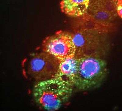 Découverte du premier virophage : un virus infectant d'autres virus