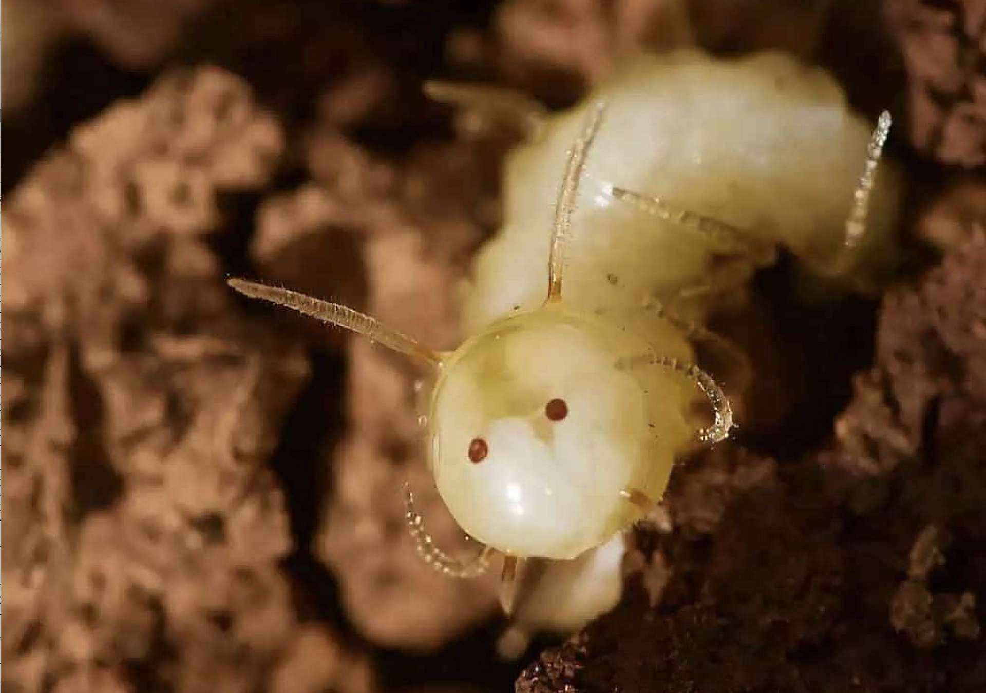 Cette larve de mouche a un masque… et vous ne devinerez jamais pourquoi