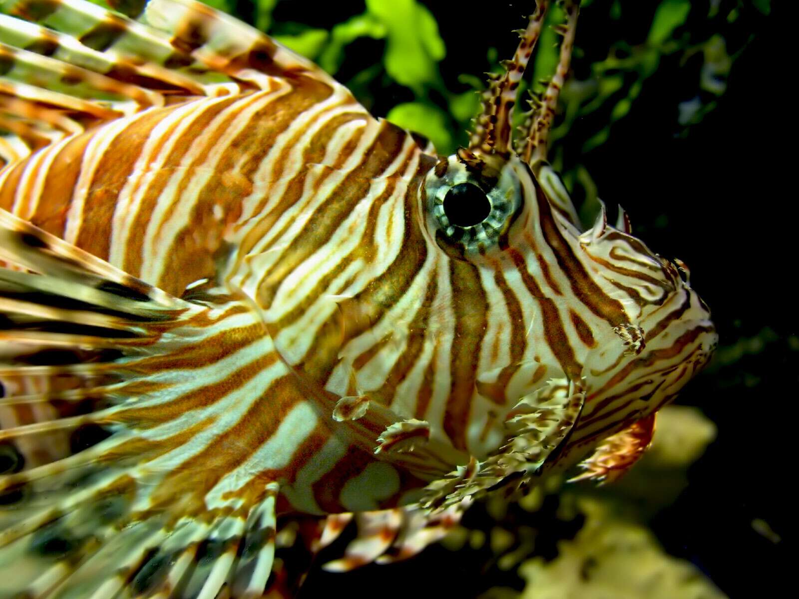 Rascasse - Fond d'écran et images gratuites