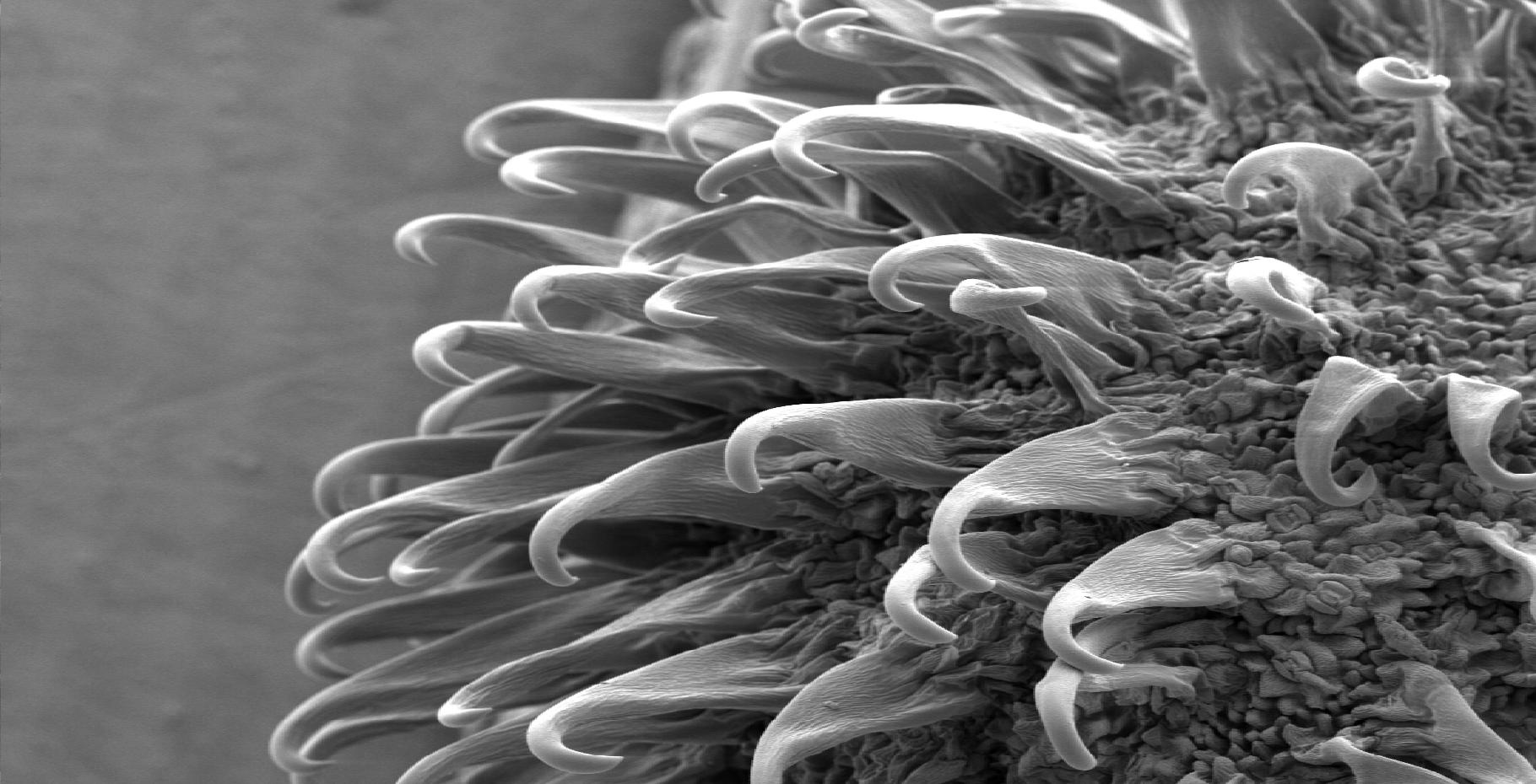 Biomimétisme : quand la nature inspire les innovations