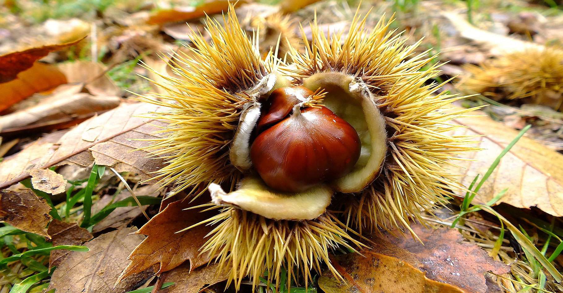 Définition | Châtaignier - Castanea sativa