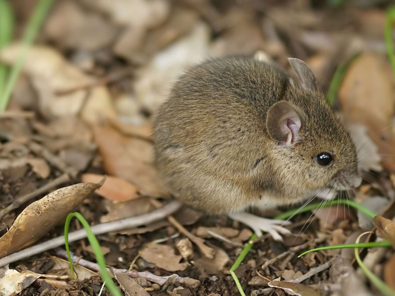 Mulot sylvestre - Apodemus sylvaticus - Fond d'écran et images gratuites