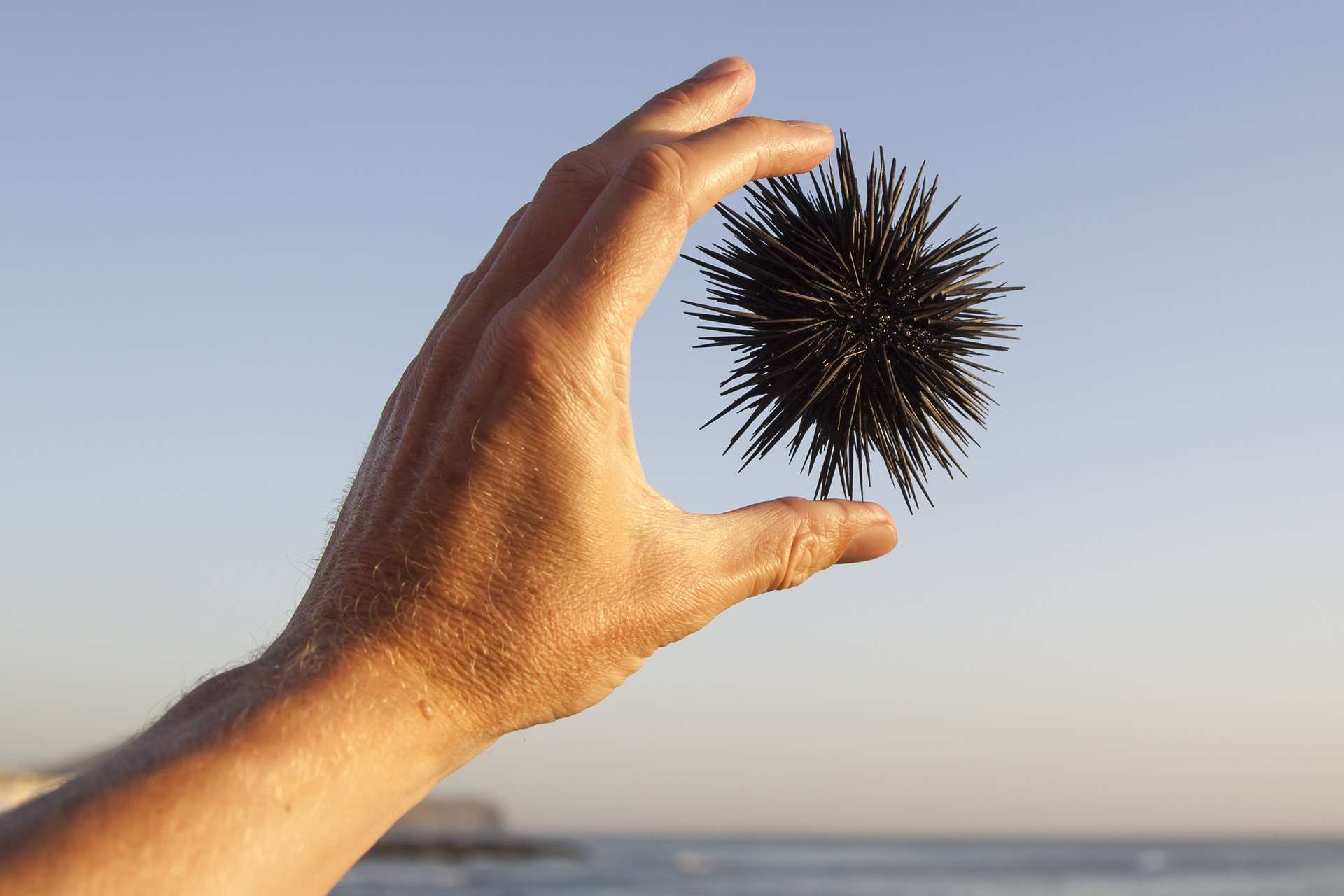 L'oursin et son étonnant pouvoir de régénération