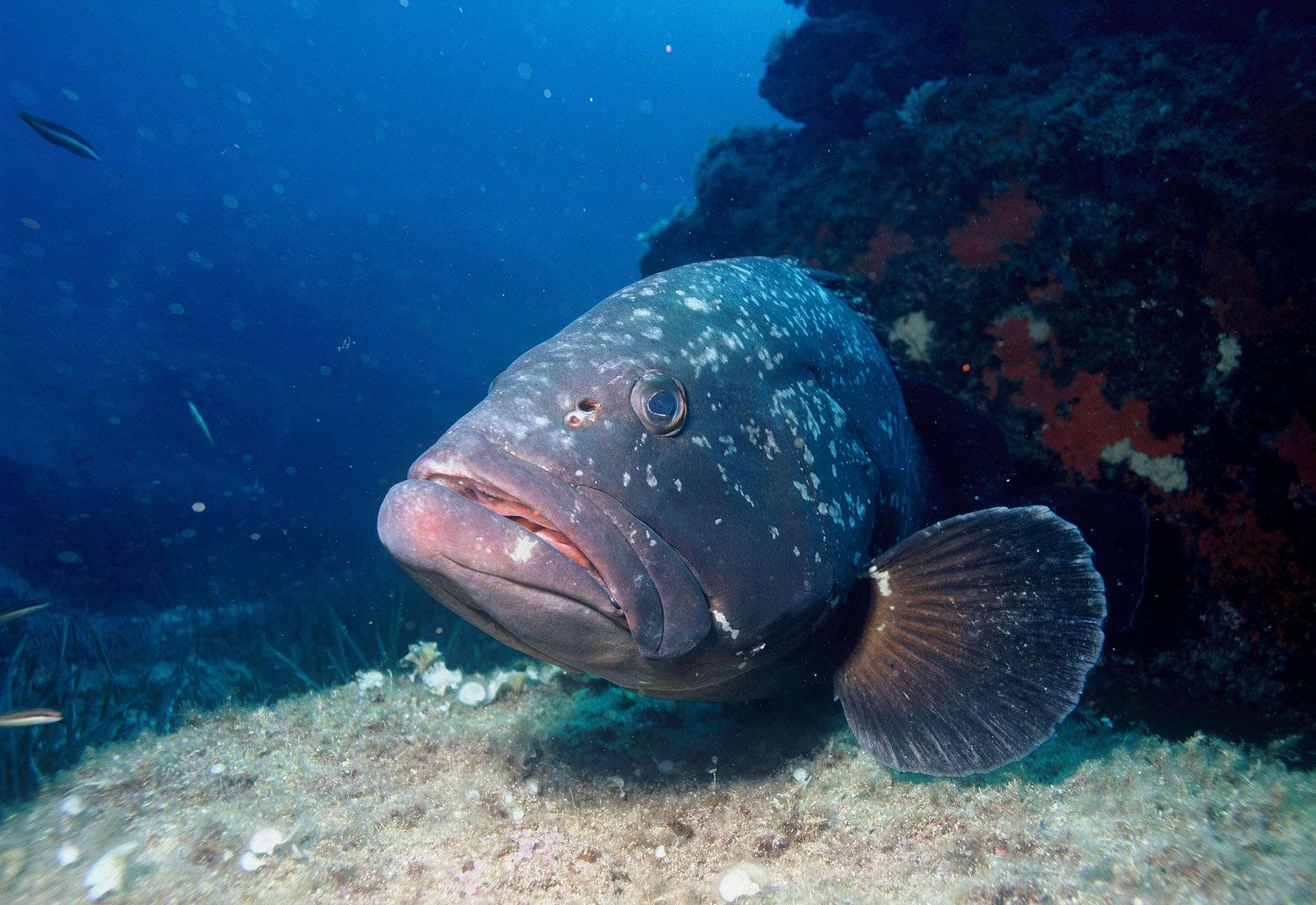 Nicolas Gérardin : les mérous de Port-Cros | Dossier