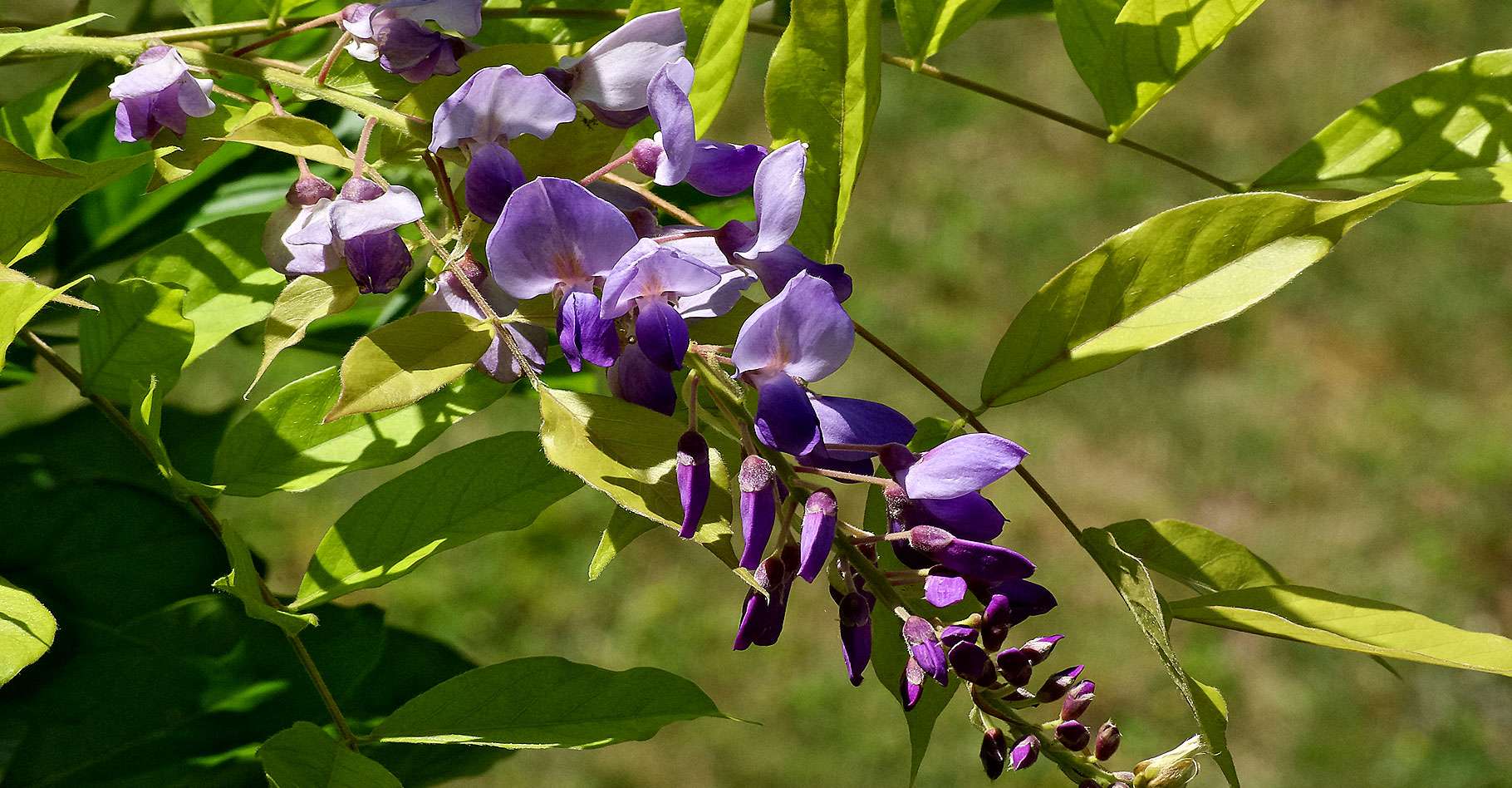 Définition | Glycine - Wistaria sinensis