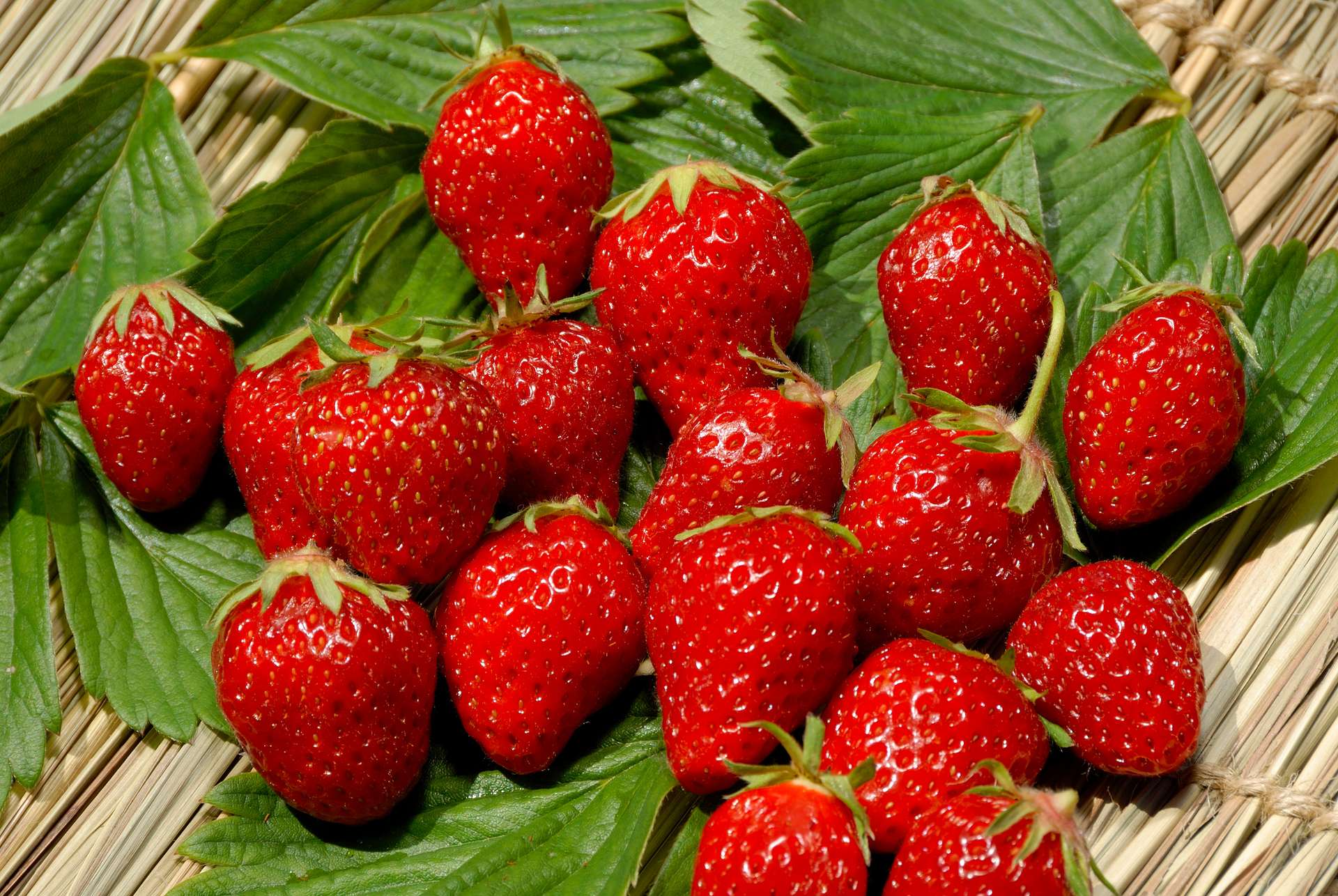 Définition | Mara des bois : ses caractéristiques