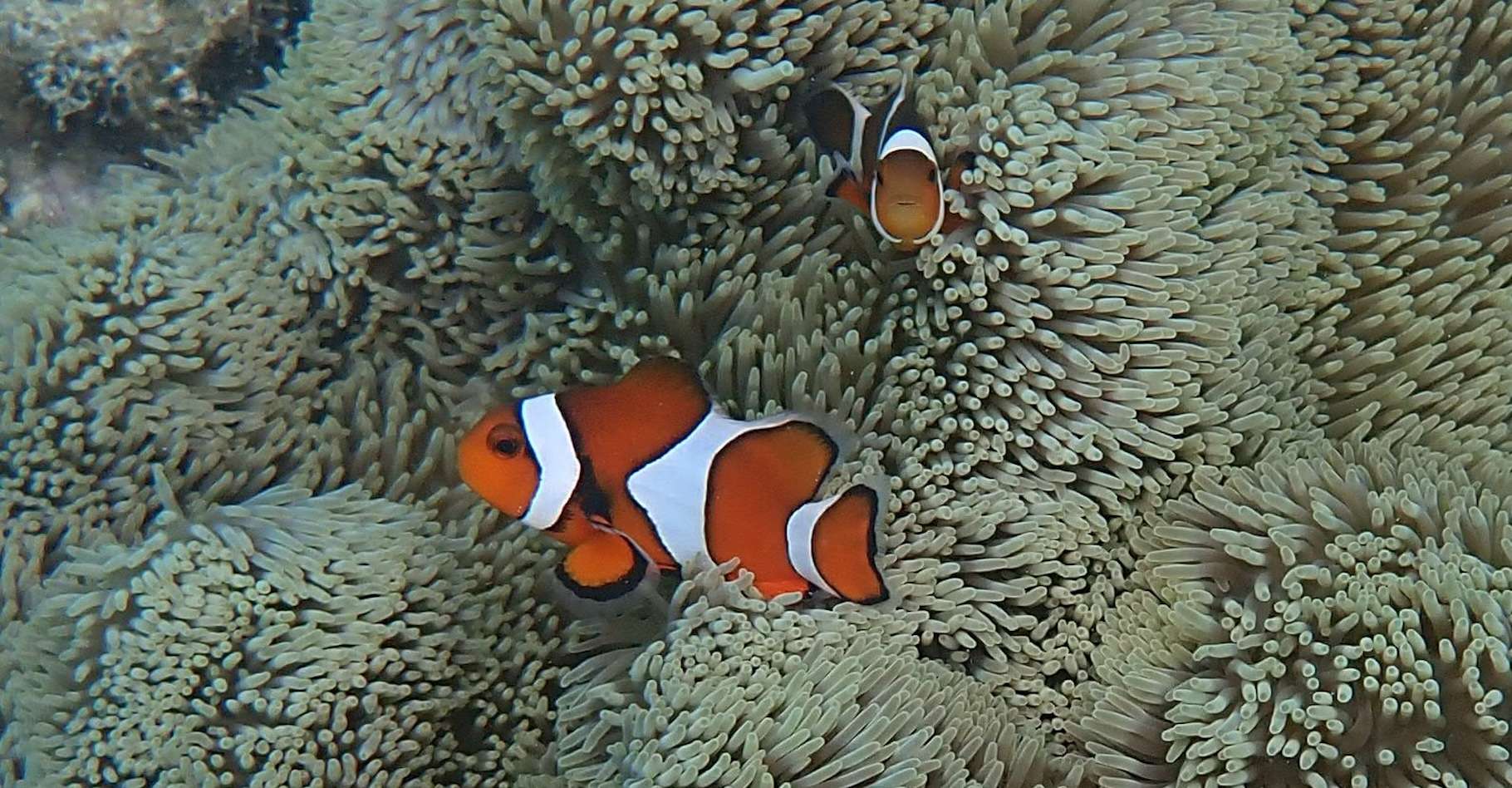 Incroyable : Némo, le poisson-clown, sait compter