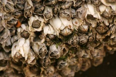 Définition | sessile : définition, caractéristiques et importance dans ...